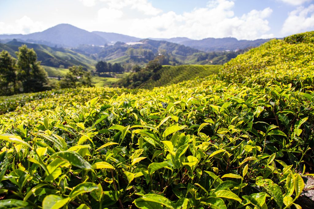 A Journey Through Malaysia’s Tea Plantations: Cameron Highlands Like ...