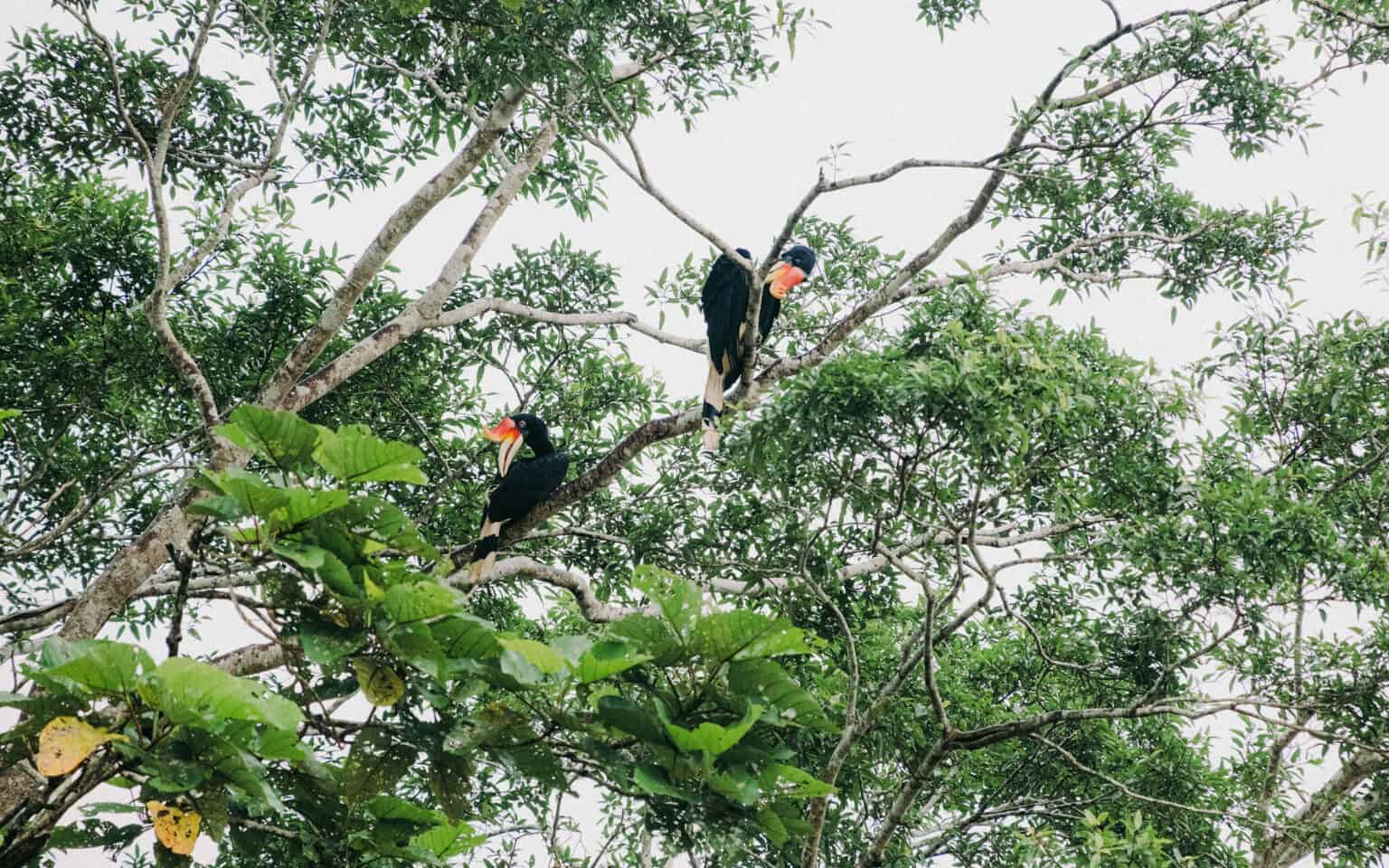 Sabah Upgrades Its Trails: Ecotourism Steps Up on Borneo in 2025-2026 ...